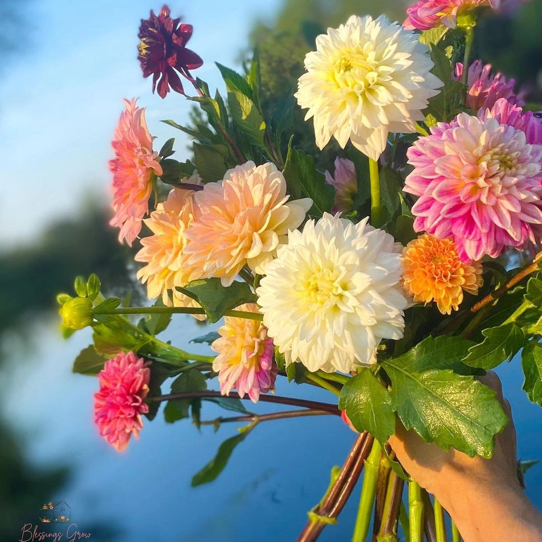 Bloom Enthusiasts: Discover Unique Floral Collections