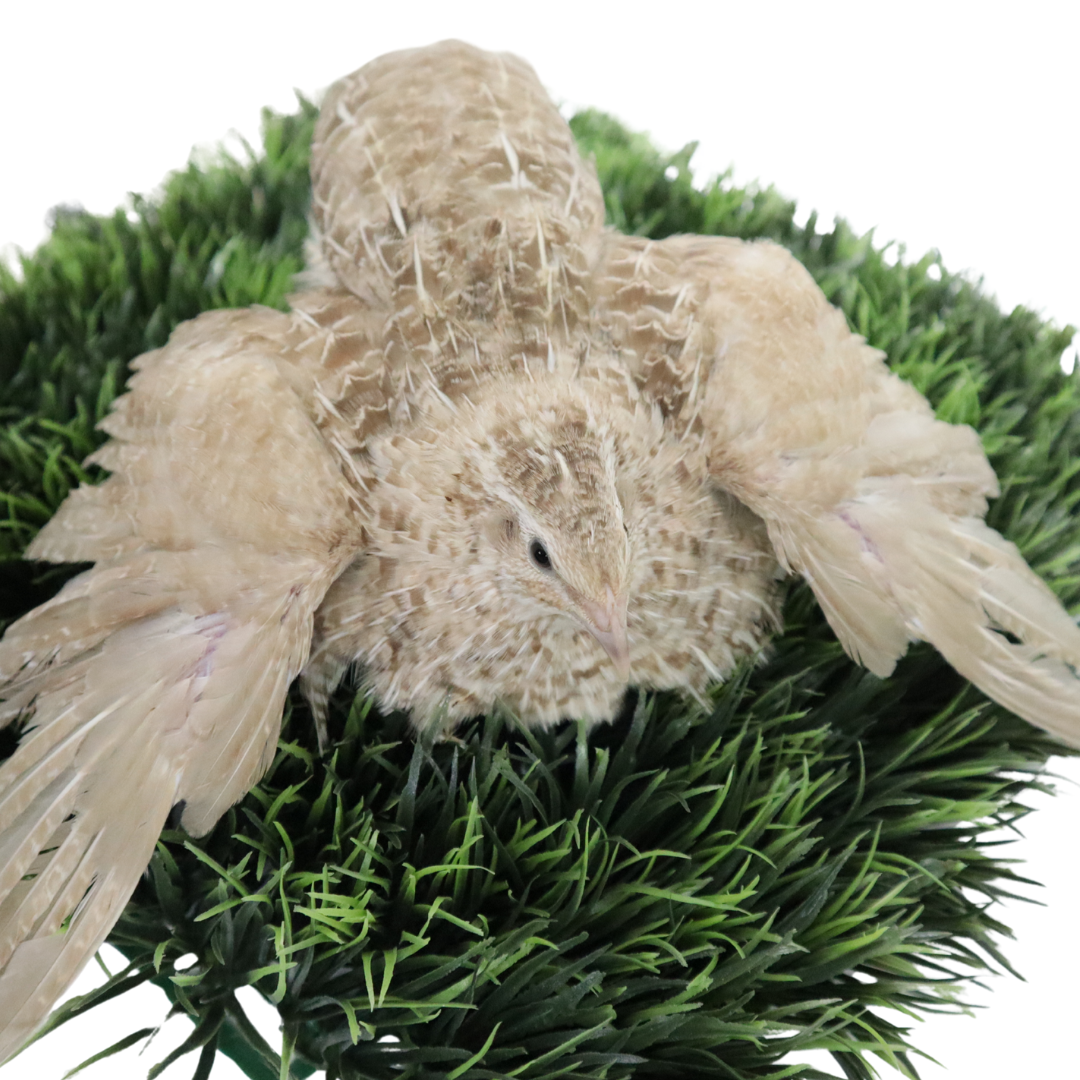 Egyptian Gold Quail Hatching Eggs | Blessings Grow Meadows