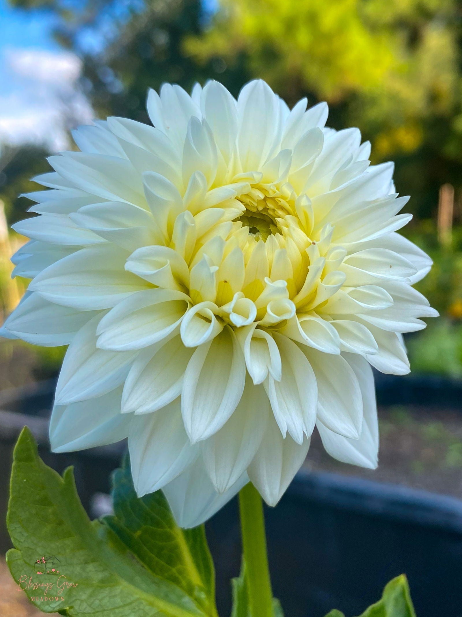 Dahlia Tuber: Blizzard - Blessings Grow Meadows - Blessings Grow Meadows