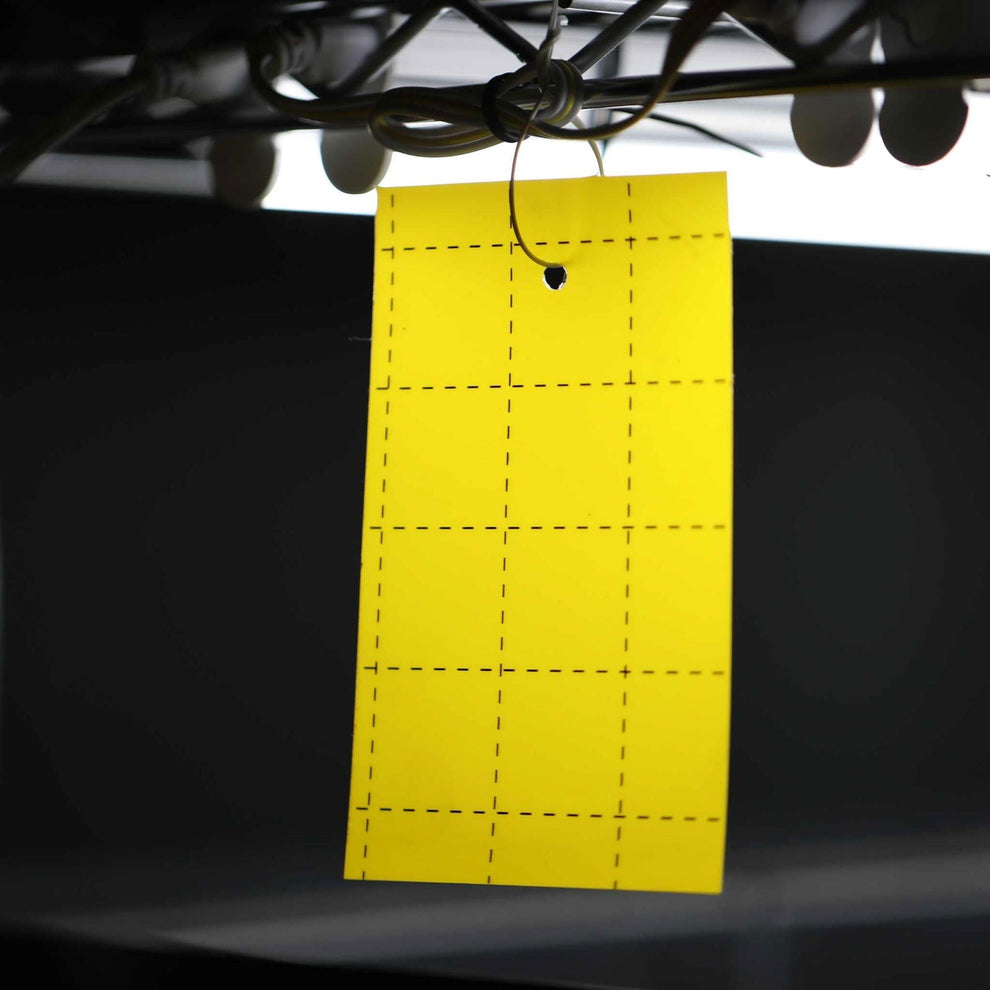 Pest Control Sticky Trap Cards | Bootstrap Farmer