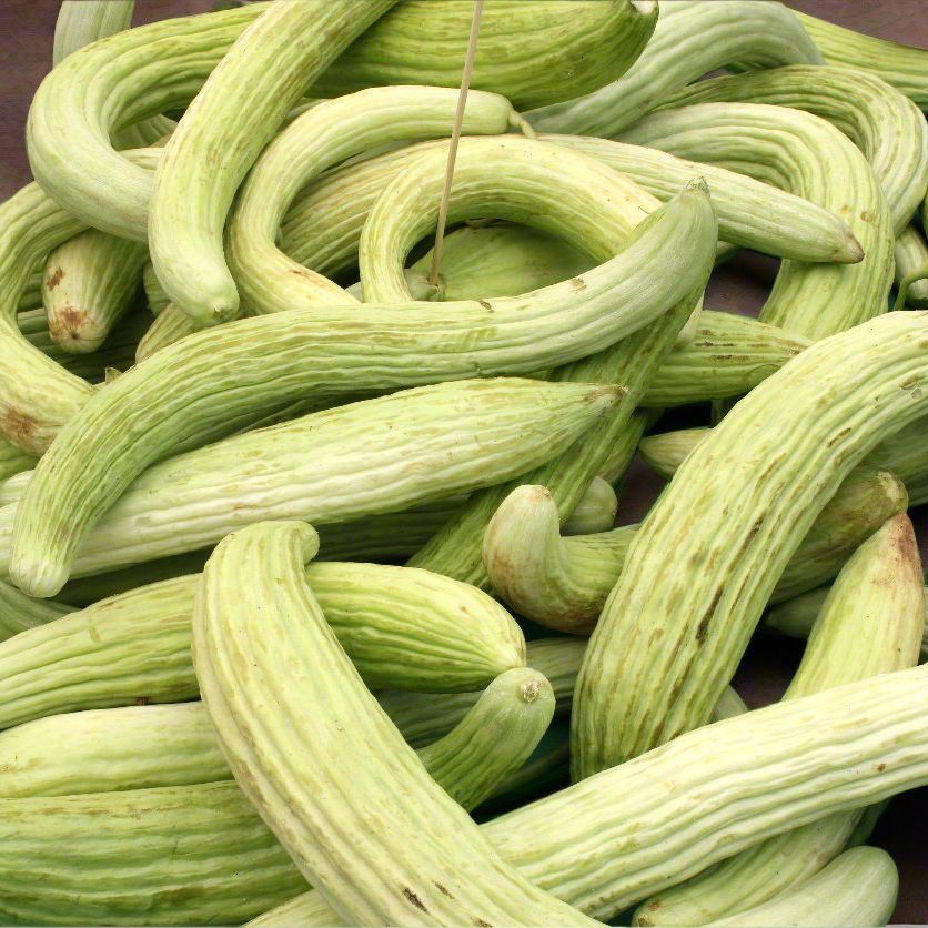Cucumber Seeds - Vining - Metki Pale Green Armenian Yard Long – Blessings Grow Meadows