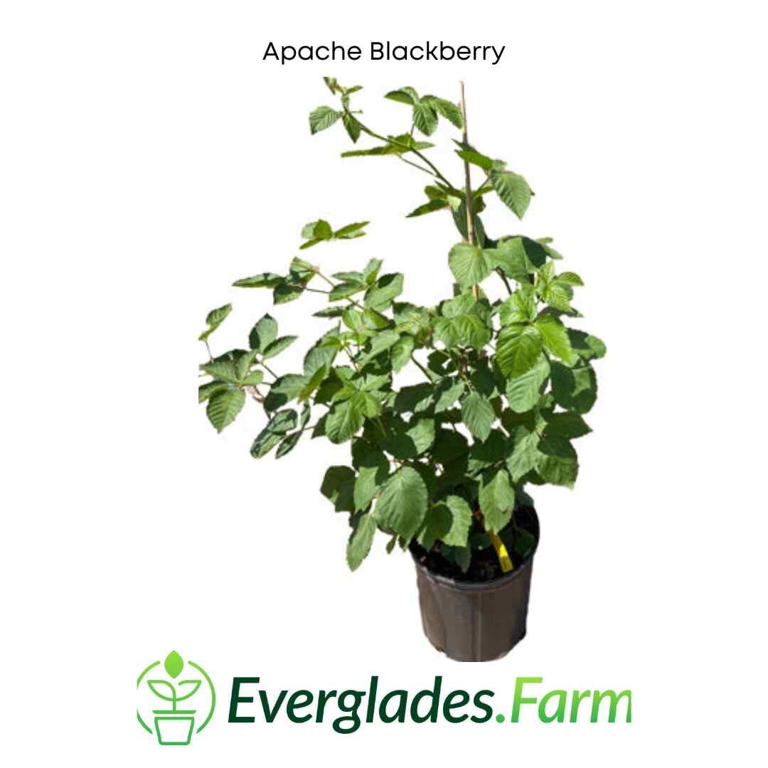 Apache Blackberry, Summer Bearing, Thornless, Plant - Blessings Grow ...