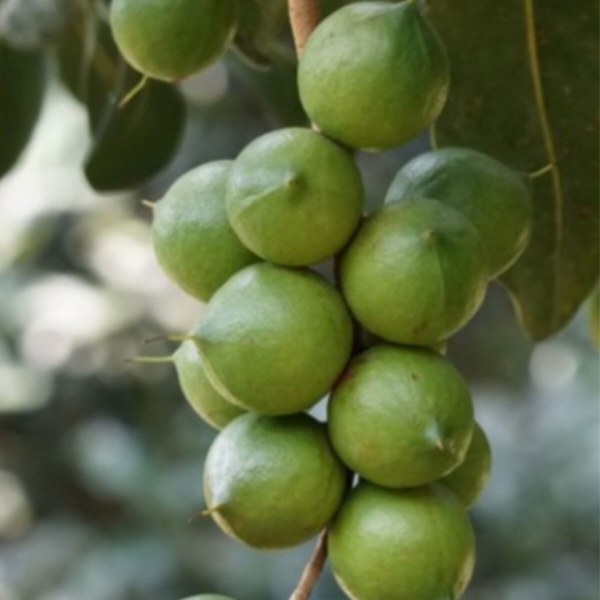 Beaumont Macadamia Nut Tree Seedling - High Yield Macadamia ...
