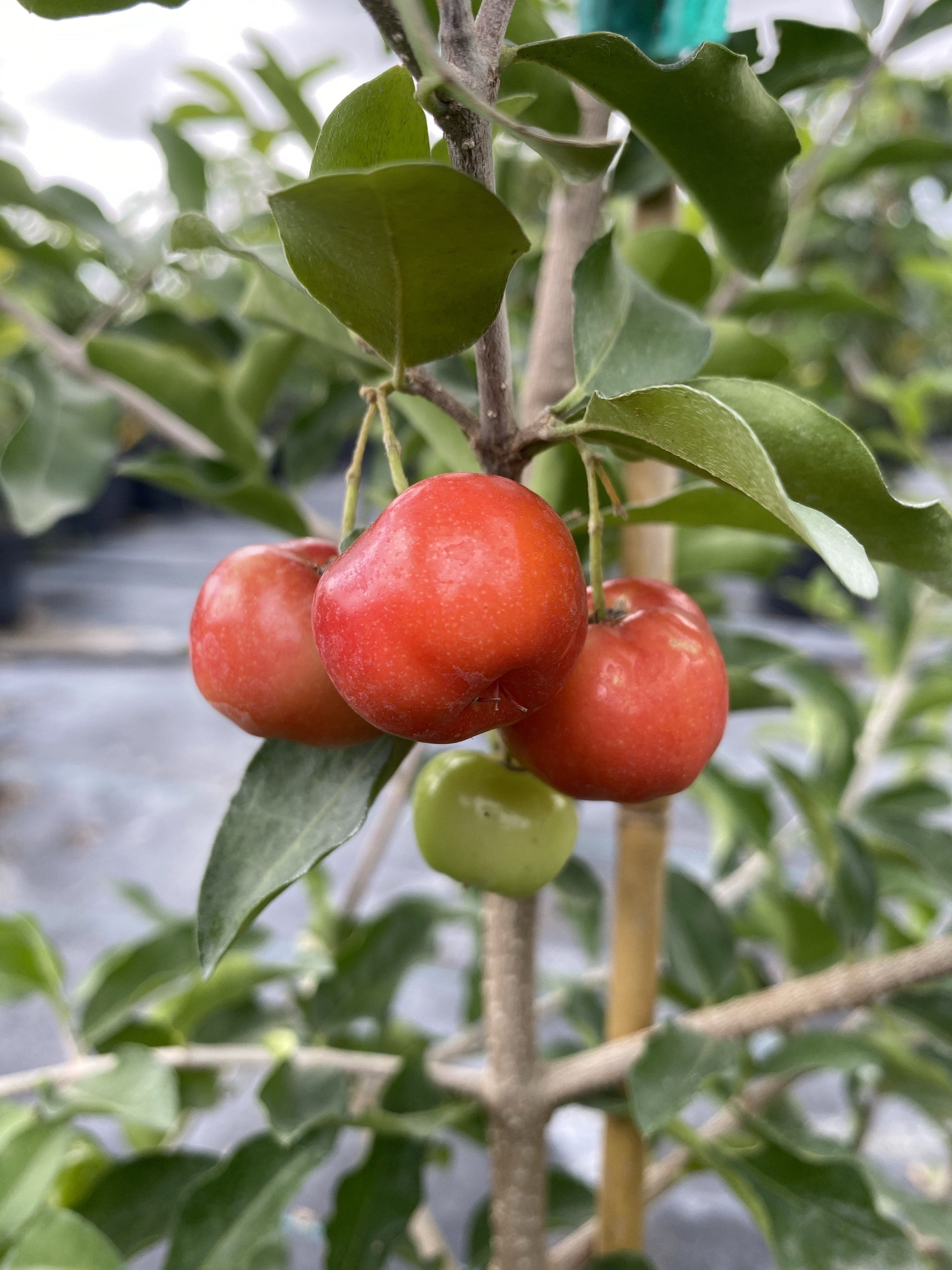 Barbados Cherry, Acerola, Guyana Cherry Tree - Blessings Grow Meadows ...