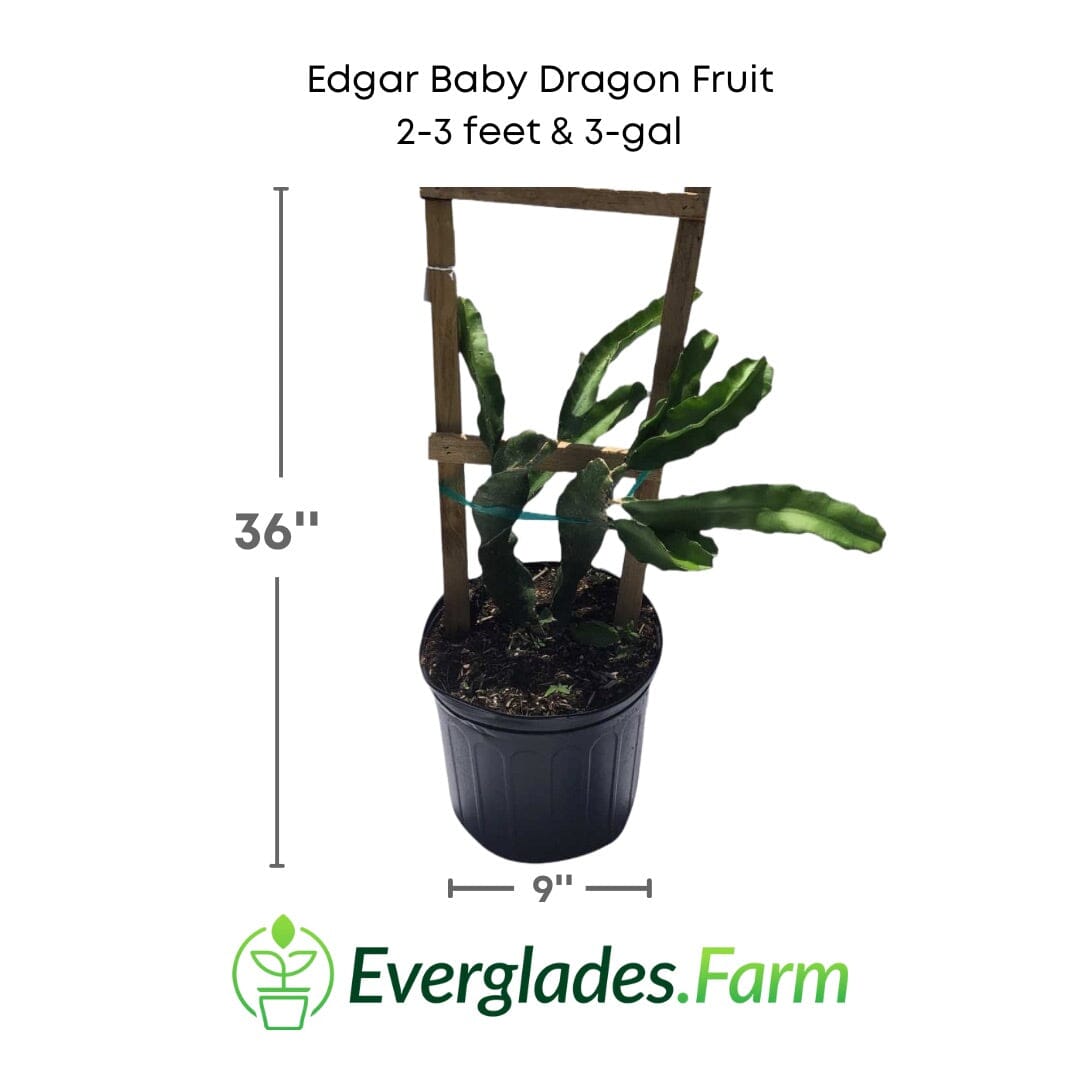 Edgar Baby Dragon Fruit, Pitaya - Blessings Grow Meadows - Everglades Farm