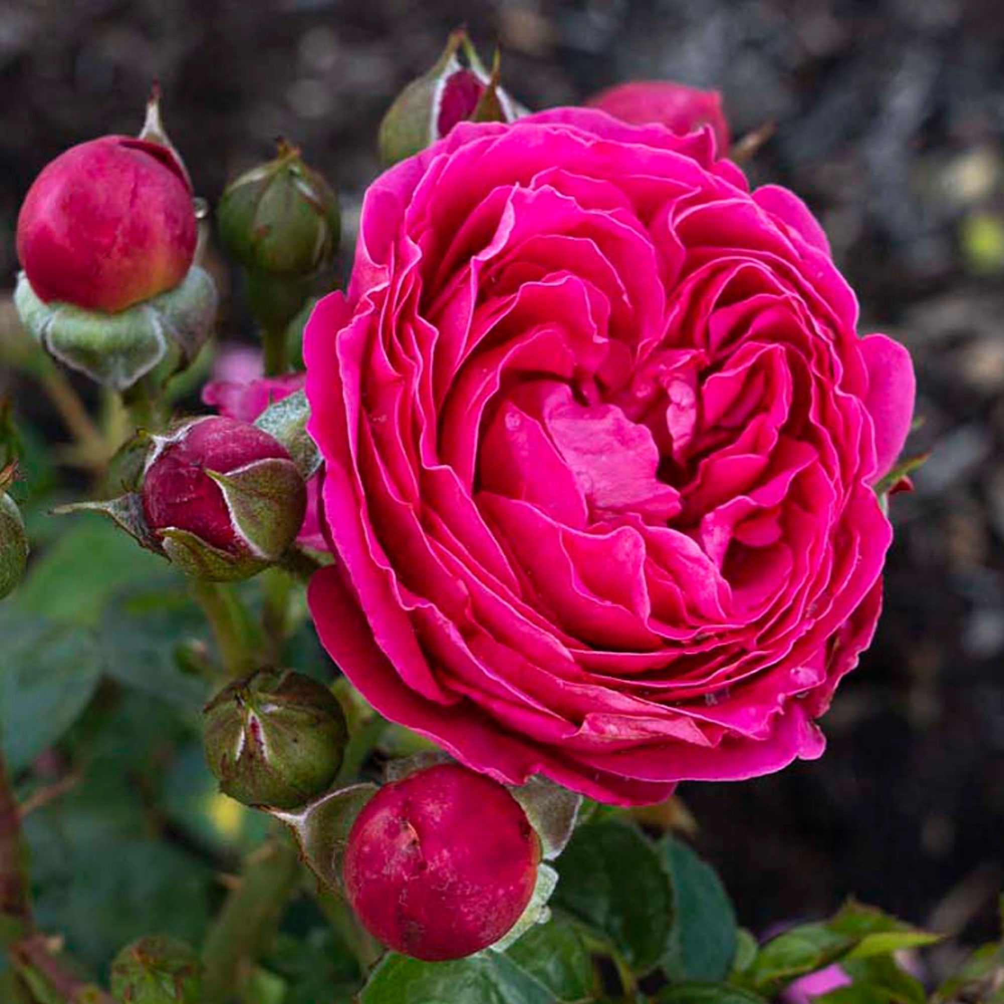 PowerPuff Pink Rose Plant 1.5 gallon Pot | Fresh Garden Living