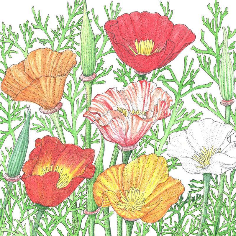 California Poppy, Mission Bells (lb) | Grow Organic | Blessings Grow ...