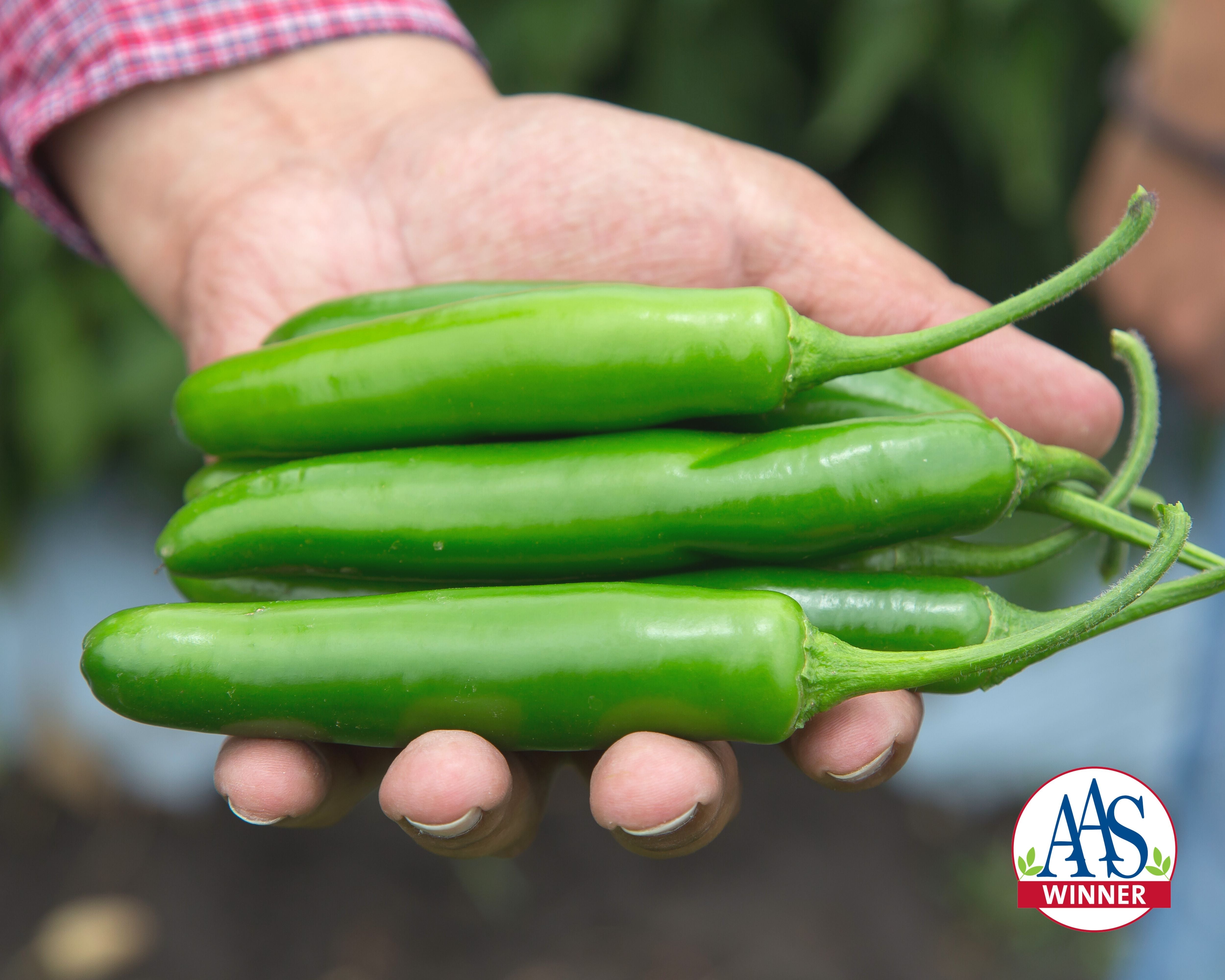 Flaming Jade Hybrid Pepper | Blessings Grow Meadows