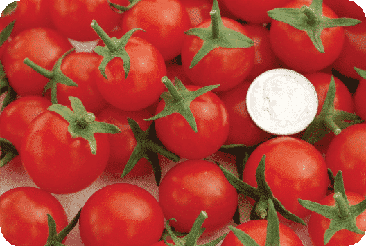 Sweet Aperitif Tomato Seeds | Blessings Grow Meadows