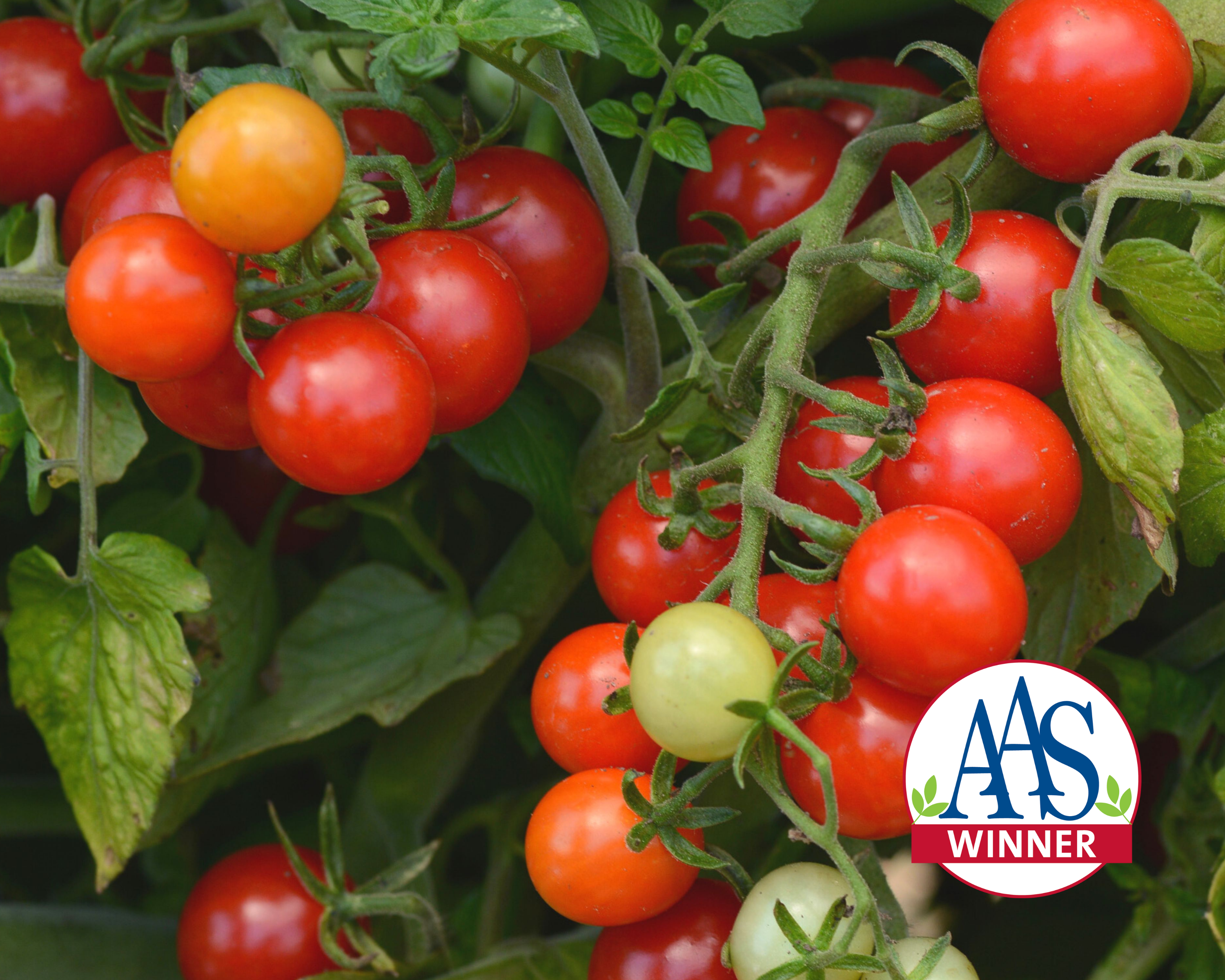 Candyland Red Tomato Seeds | Seeds 'n Such