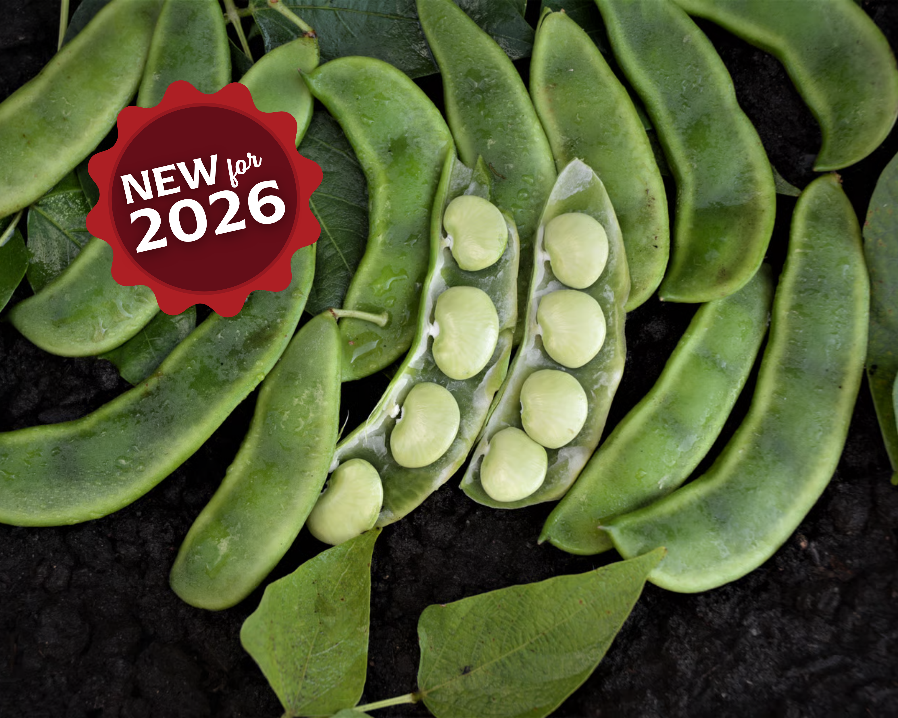 Burpee Improved Lima Bean Seeds | Blessings Grow Meadows
