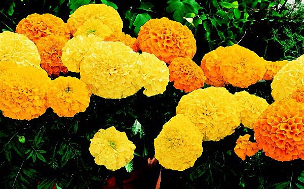 Inca II Hybrid Mix Marigold Seeds | Blessings Grow Meadows