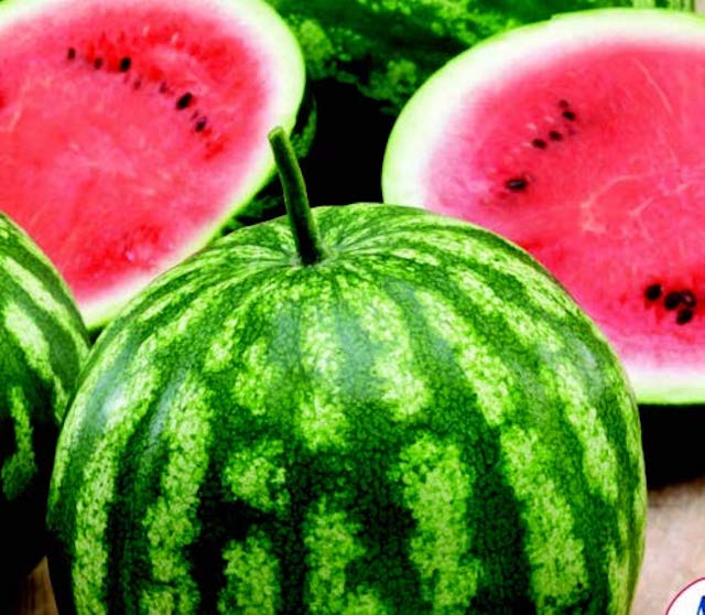 Cal Sweet Bush Watermelon Seeds - Blessings Grow Meadows - Seeds 'n Such