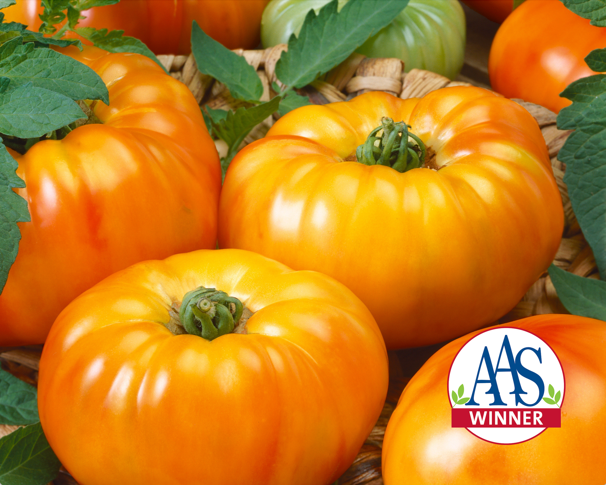 Chef's Choice Bicolor Hybrid Tomato Seeds | Seeds 'n Such