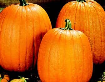 Howden Pumpkin Seeds | Seeds 'n Such