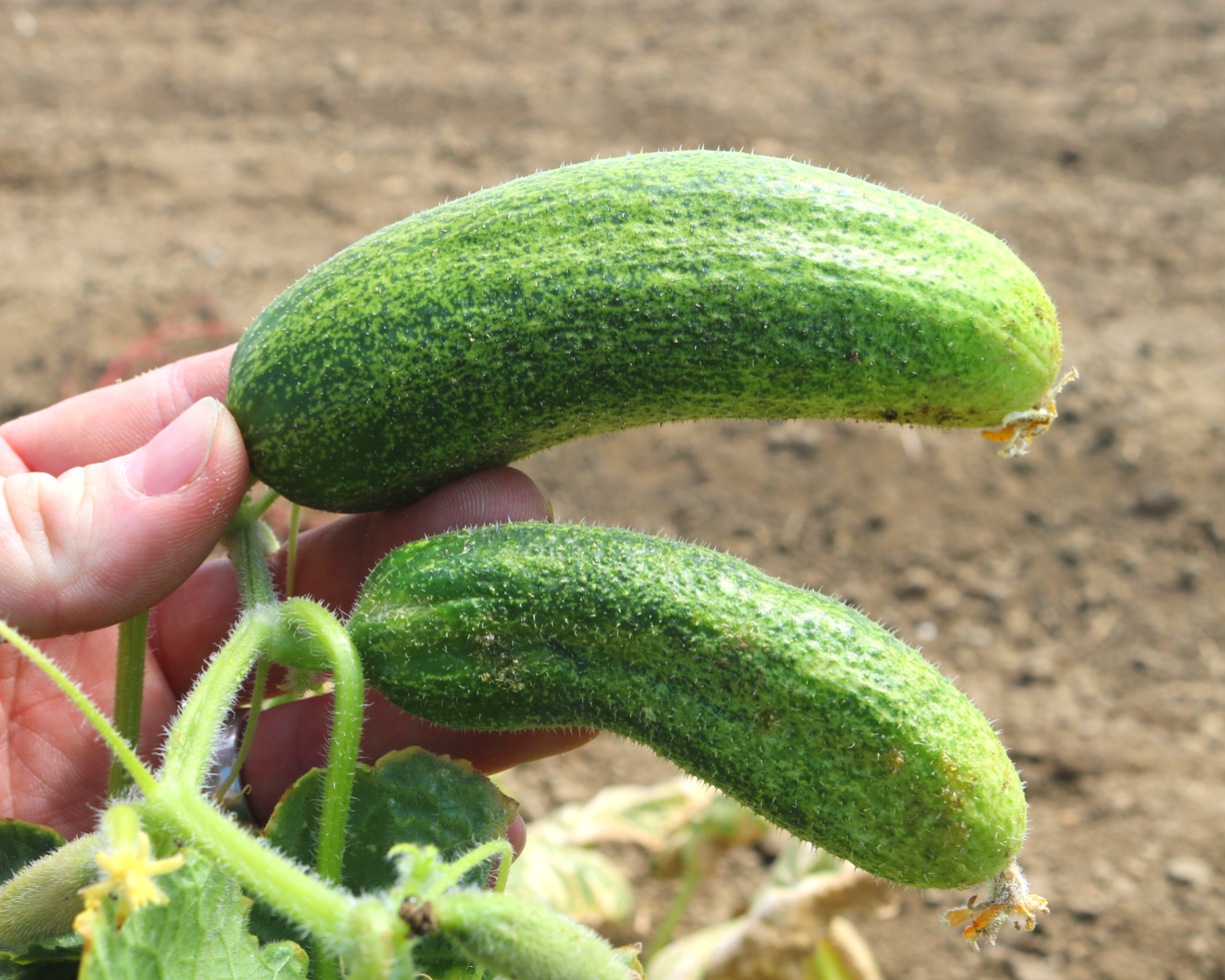 Corentine Pickling Hybrid Cucumber Seeds - Blessings Grow Meadows ...