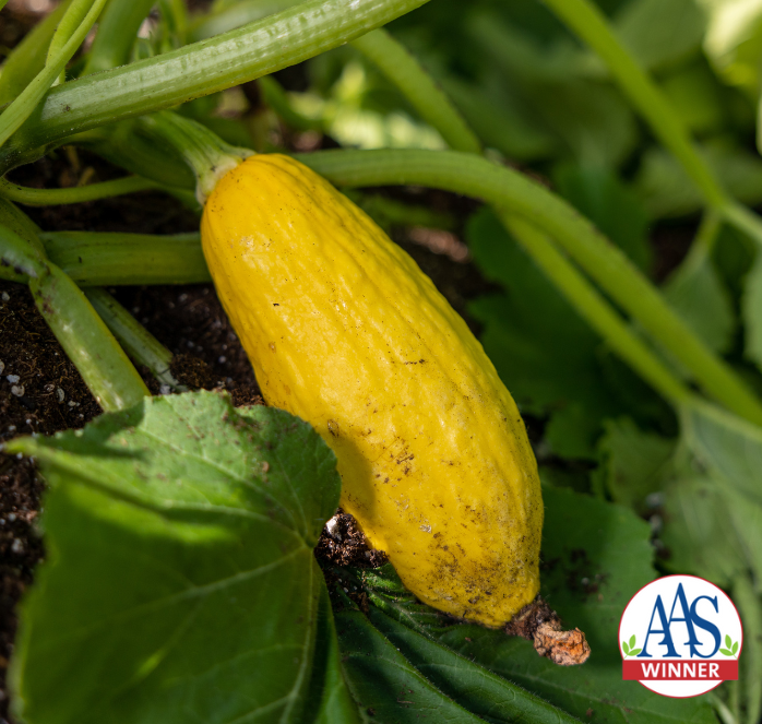 Early Prolific Straightneck Summer Squash Seeds - Blessings Grow ...