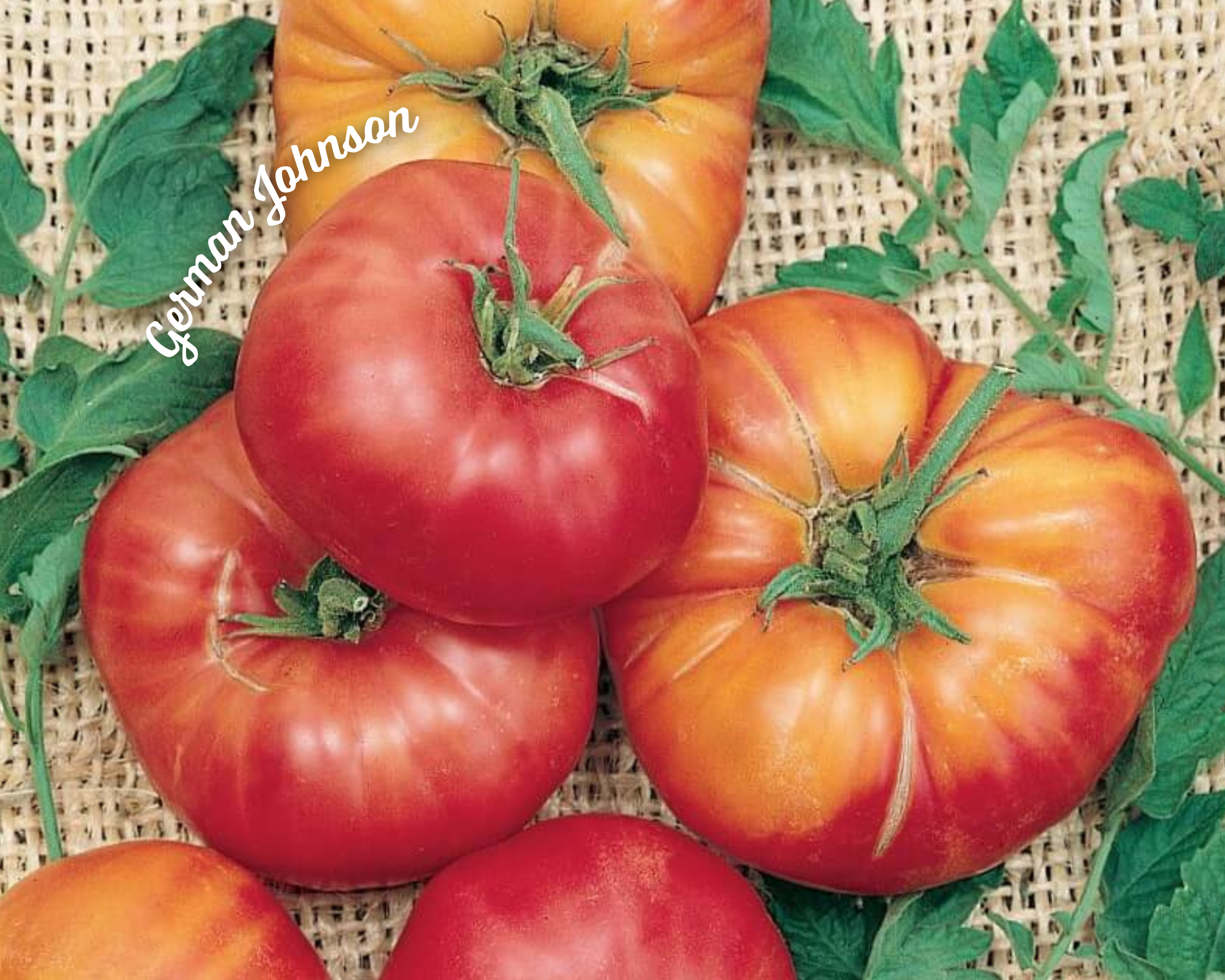 German Johnson Pink Tomato Seeds - Blessings Grow Meadows - Seeds 'n Such