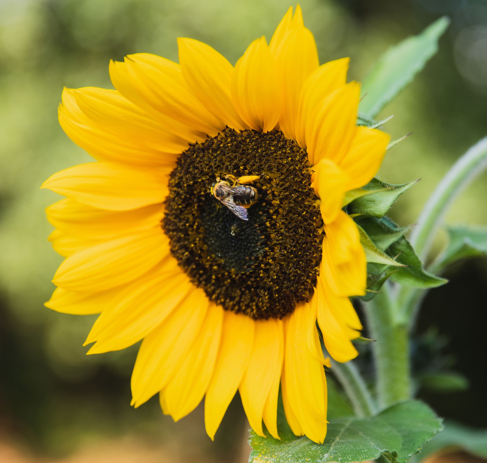 Autumn Beauty Sunflower Seeds | Blessings Grow Meadows
