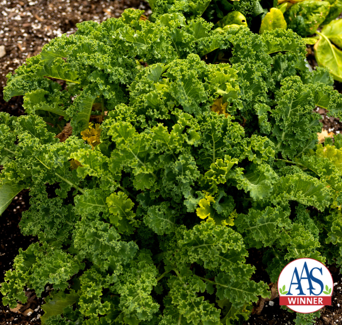 Prizm Hybrid Kale Seeds - Blessings Grow Meadows - Seeds 'n Such