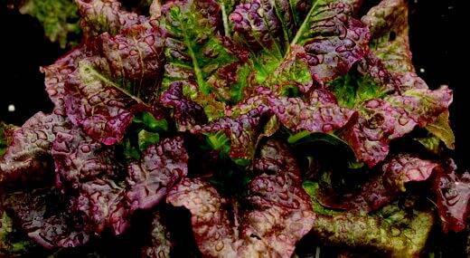 Red Sails Lettuce Seeds | Blessings Grow Meadows
