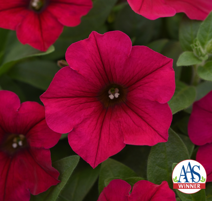 Carmine Velour Wave® Spreading Petunia - Blessings Grow Meadows - Seeds ...