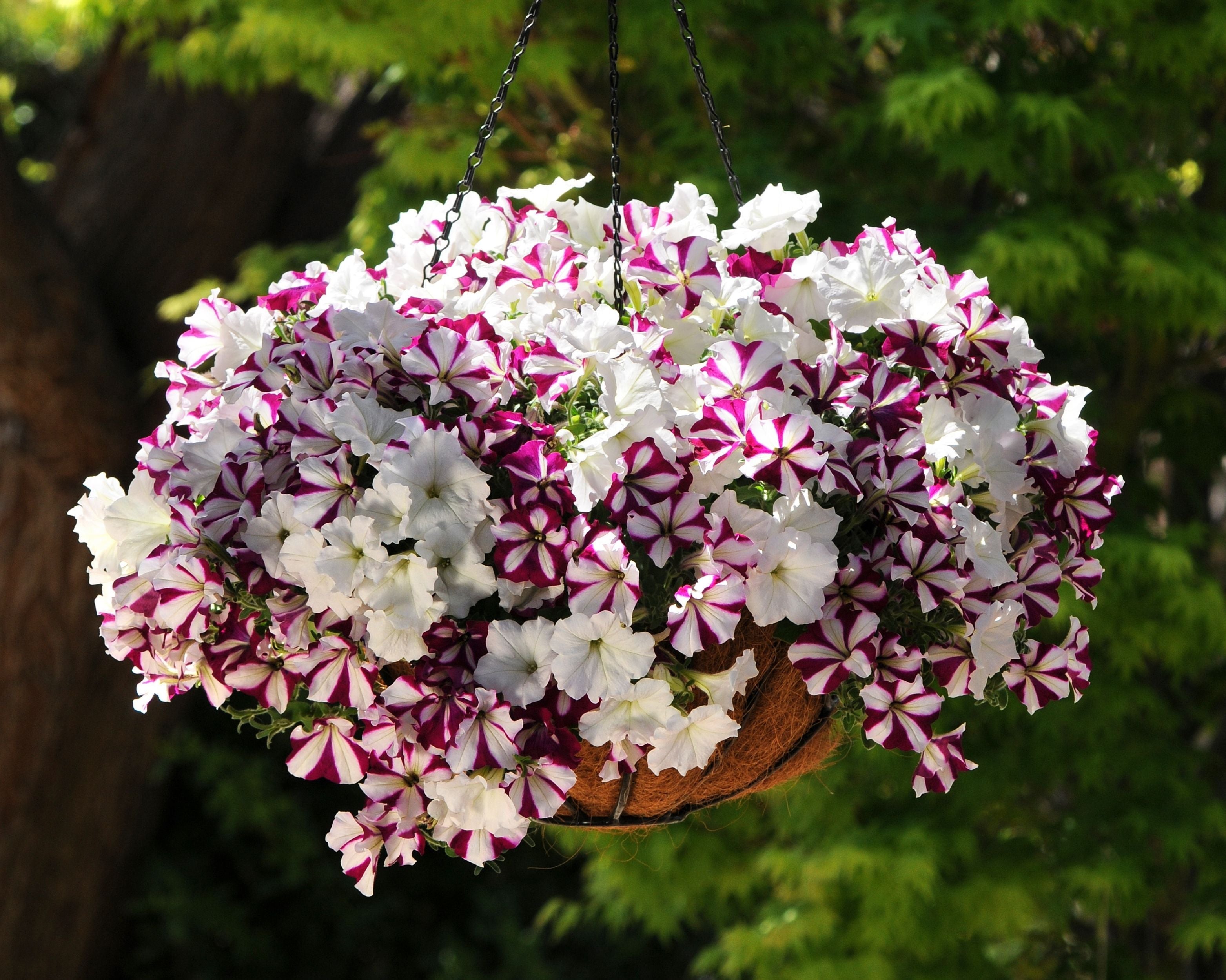 Hybrid Easy Wave Starfish Mix Spreading Petunia Seeds | Blessings Grow ...