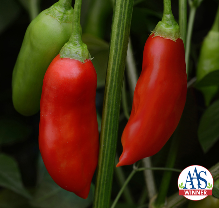 Aji Rico Hybrid Pepper Seeds | Blessings Grow Meadows