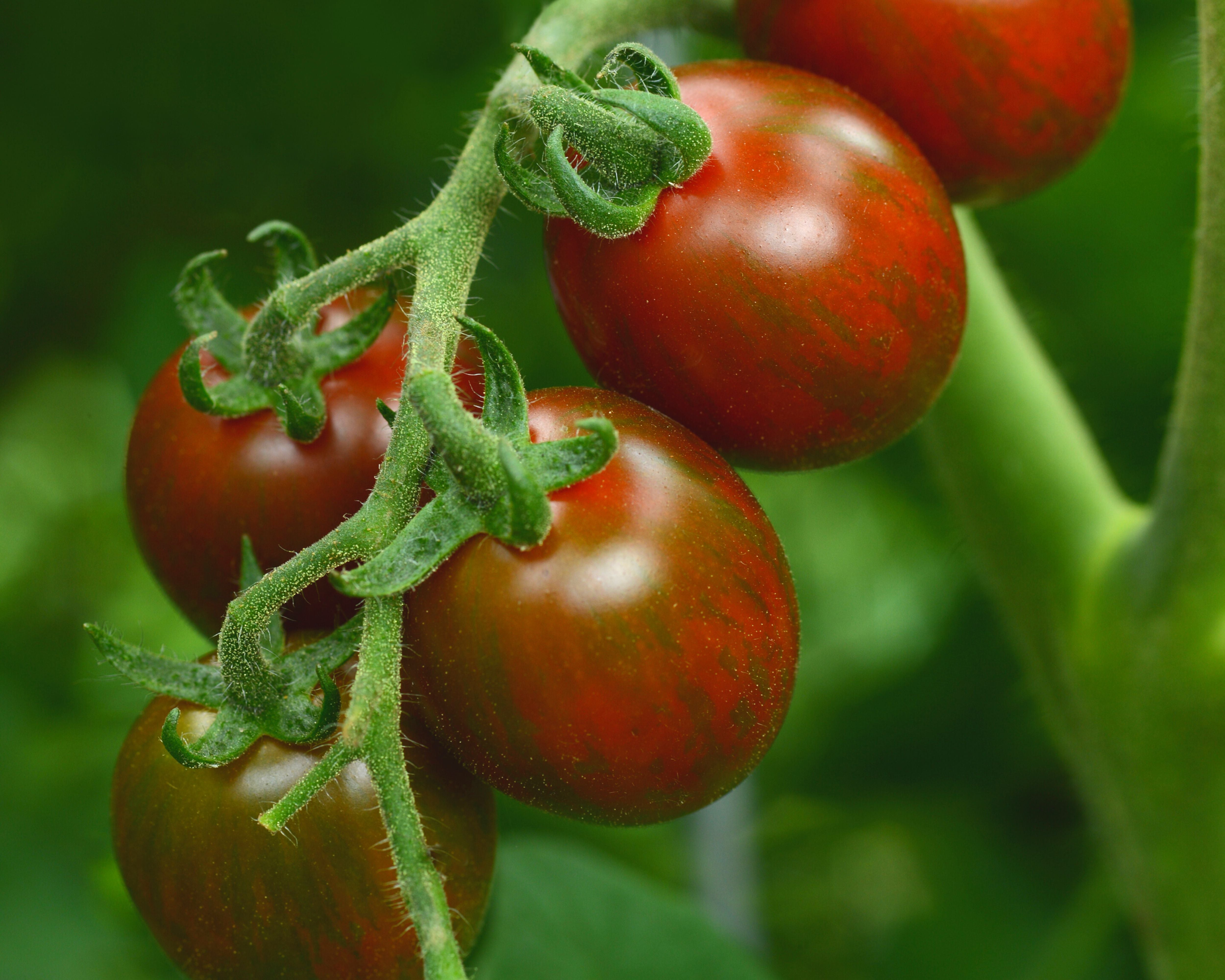 Chocolate Sprinkles Hybrid Tomato Seeds - Blessings Grow Meadows ...