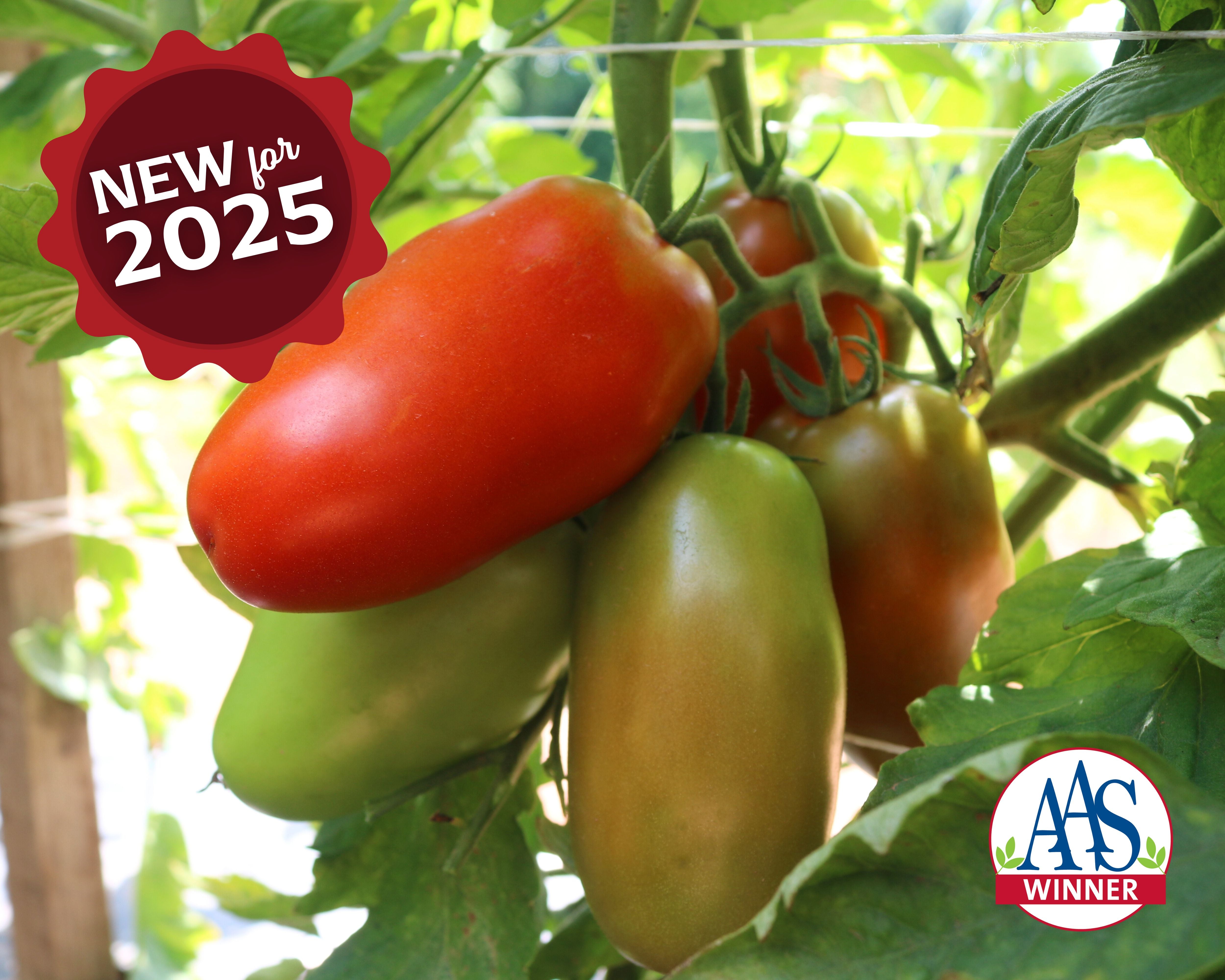 Zenzei Hybrid Tomato Seeds | Blessings Grow Meadows