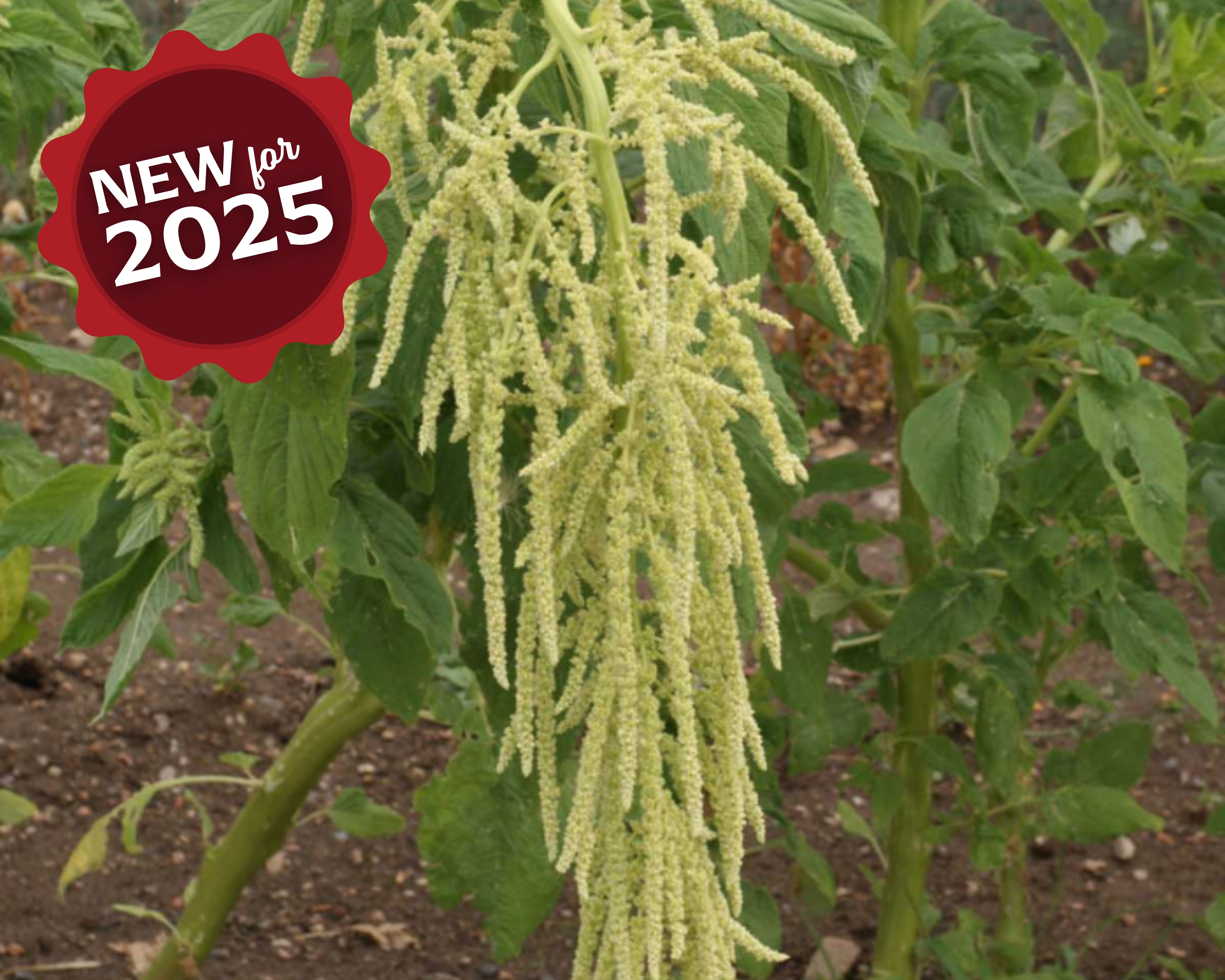 Bulk: Green Tails Amaranth Seeds - Blessings Grow Meadows - Seeds 'n Such